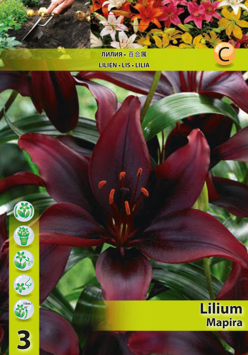 Λίλιουμ Maripa – fytoexelixi